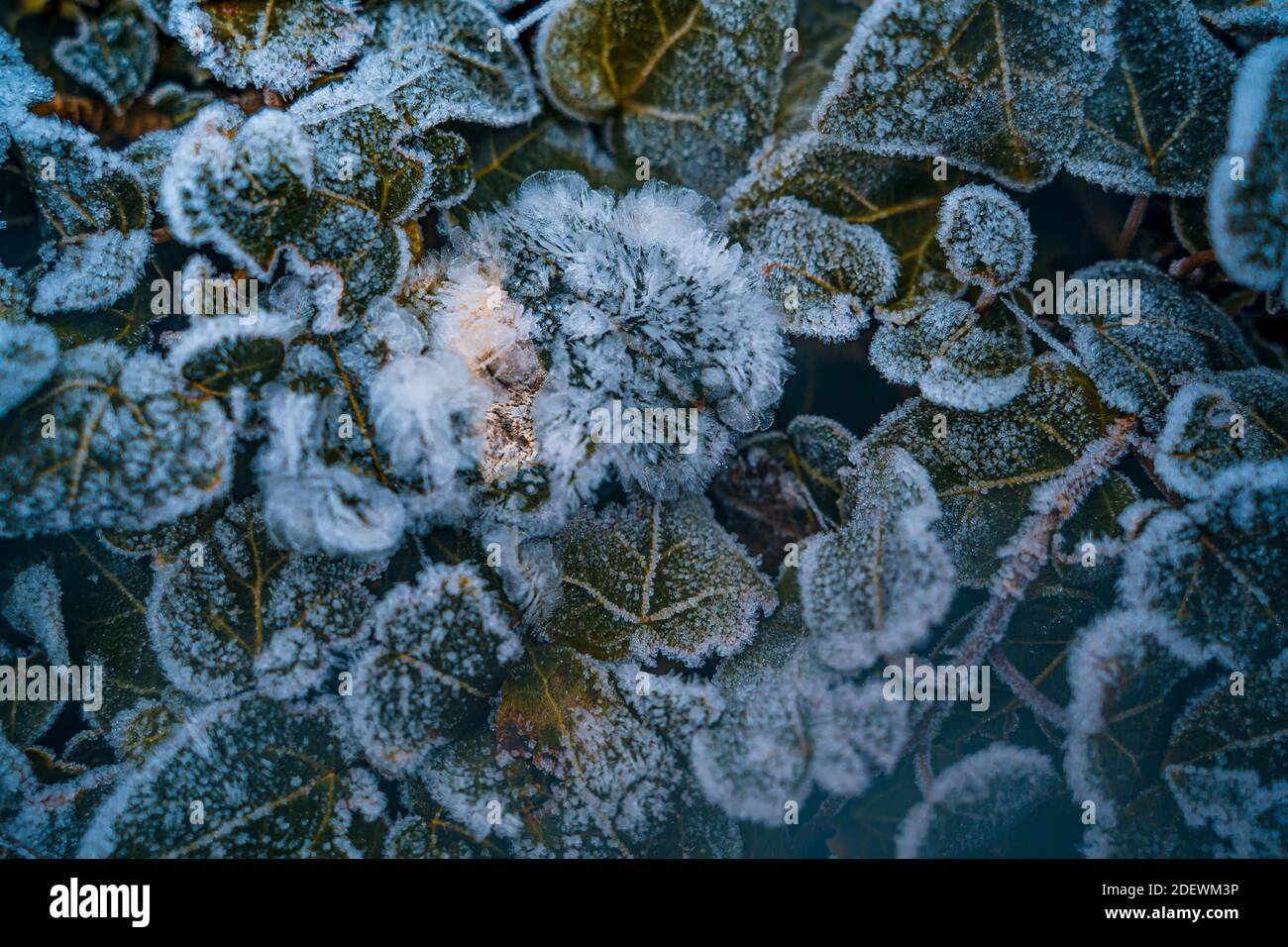 Frost colours on field hi-res stock photography and images - Alamy