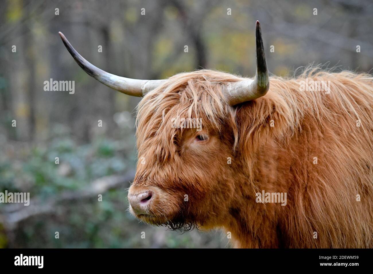 Cow with bangs hi-res stock photography and images - Alamy