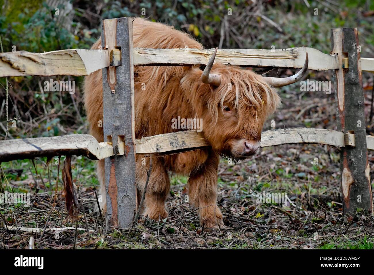 Cow with bangs hi-res stock photography and images - Alamy