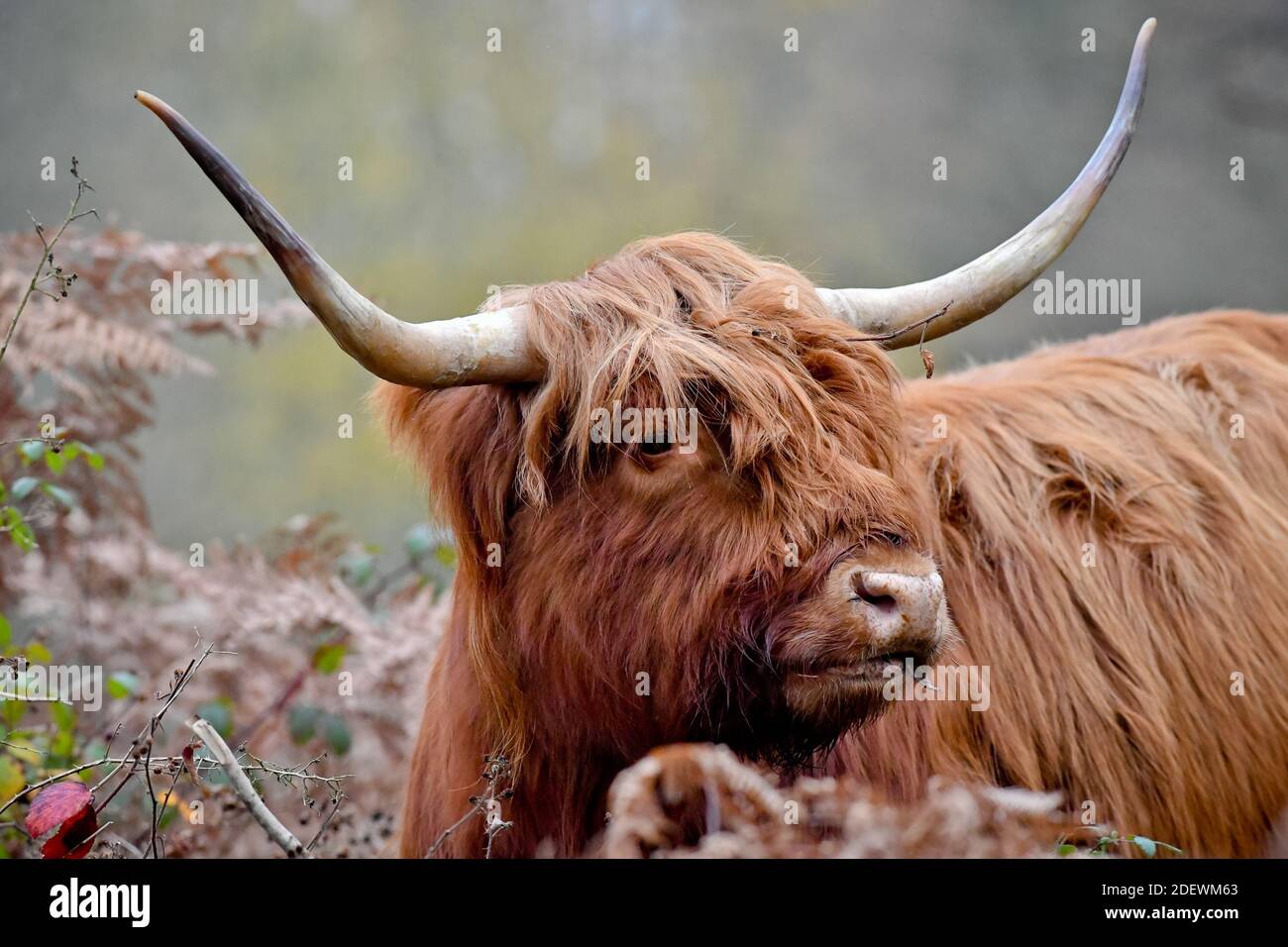 Cow with bangs hi-res stock photography and images - Alamy