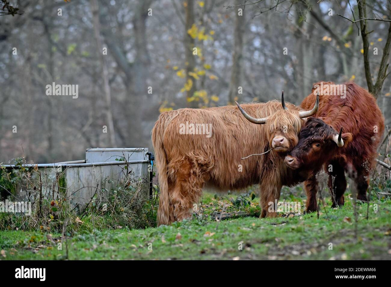 Two bulls with bangs in the forest during the daytime Stock Photo - Alamy