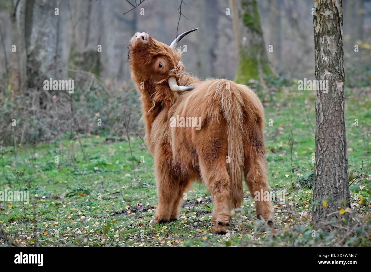 Cow With Bangs High Resolution Stock Photography and Images - Alamy