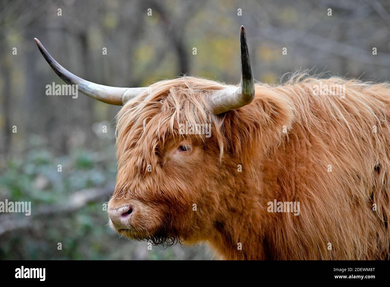 Cow with bangs hi-res stock photography and images - Alamy
