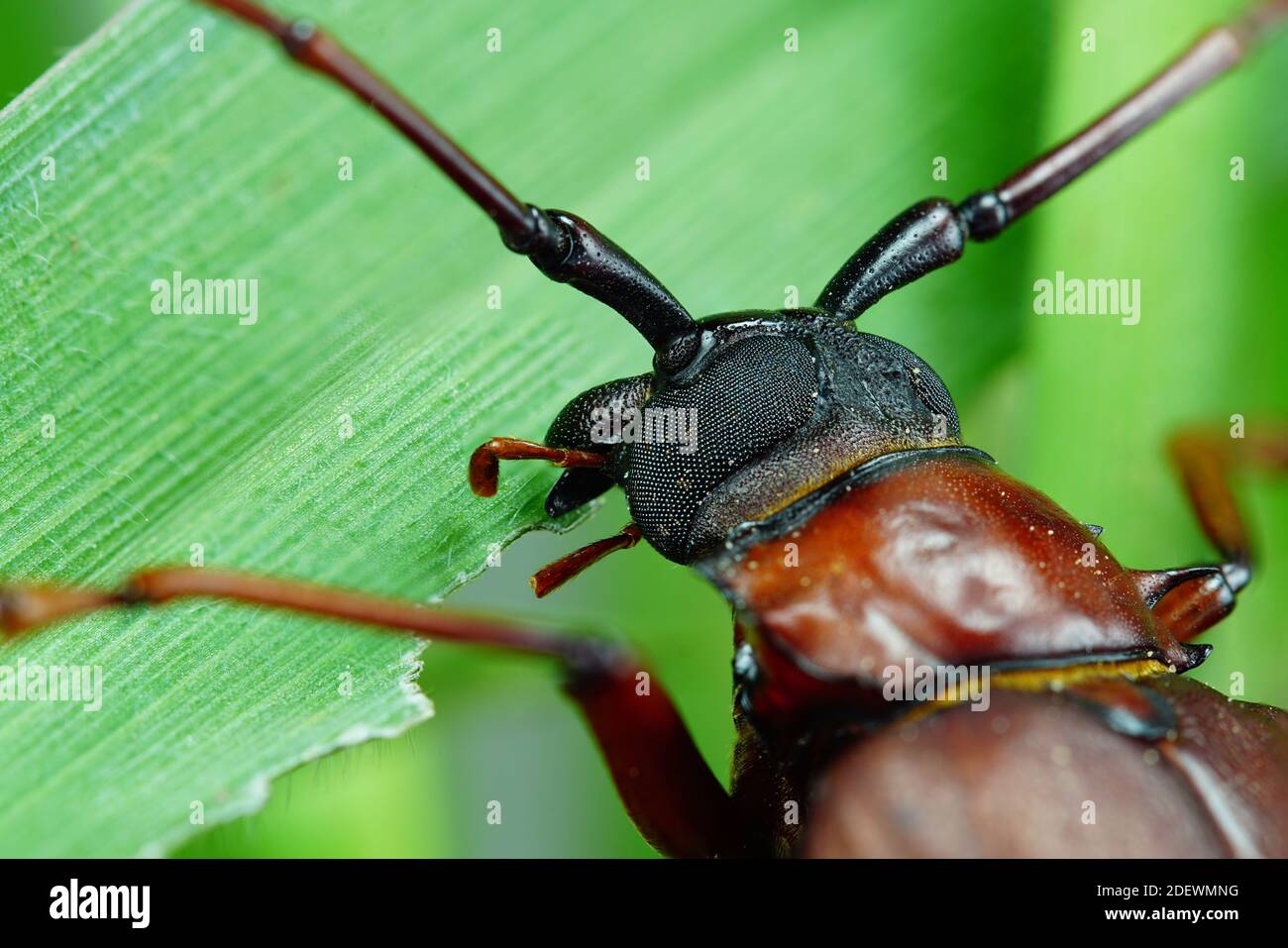 This is a titan beetle or beetle titanium or Longhorned Beetles, The ...