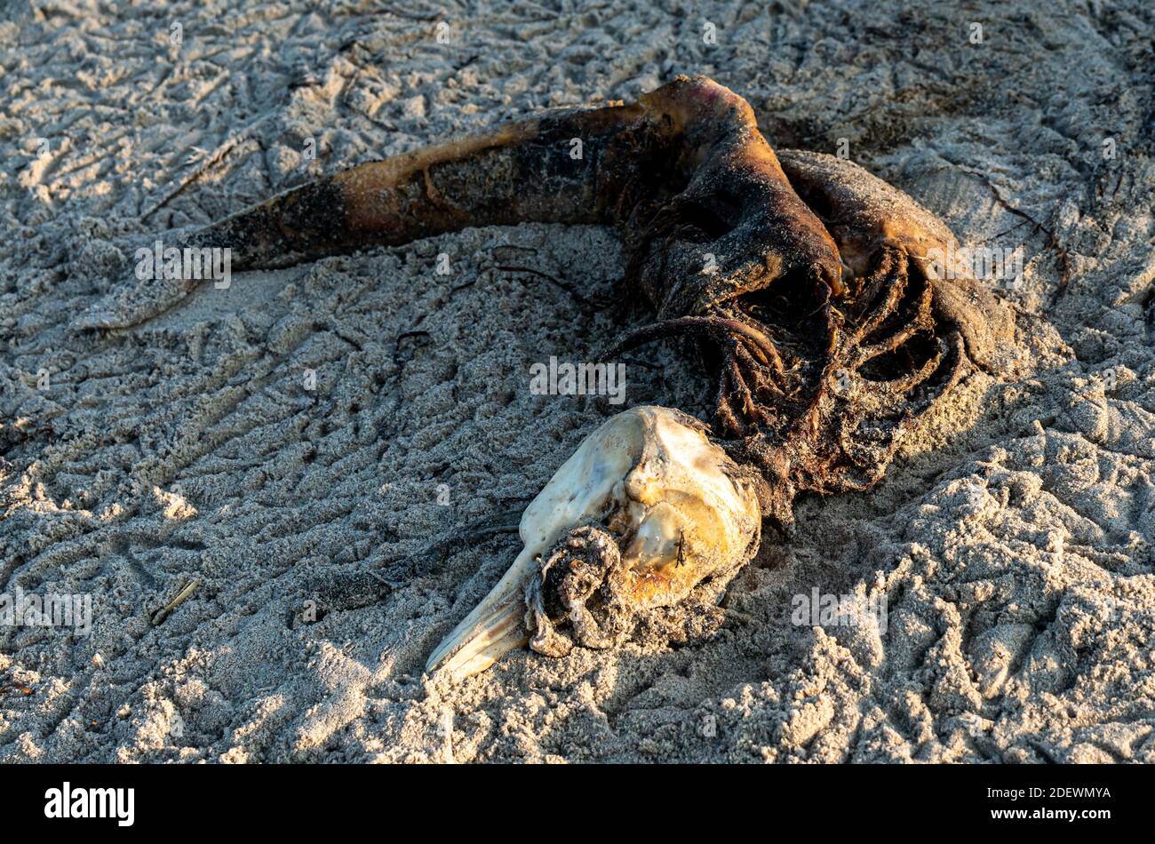 Rotting corpse and scull of a small dead dolphin on the beach. Result ...