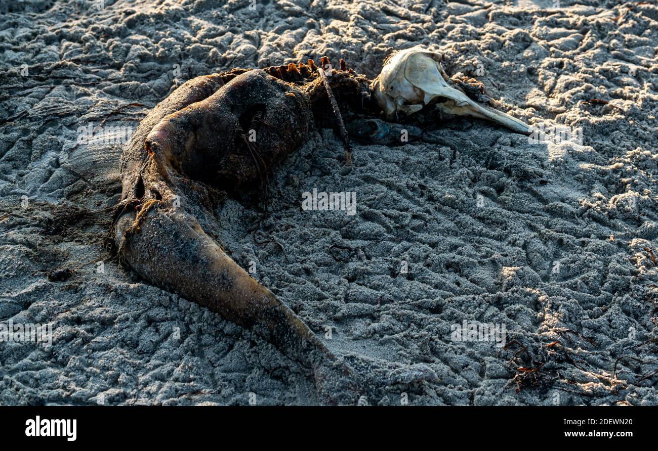 Rotting corpse and scull of a small dead dolphin on the beach. Result ...