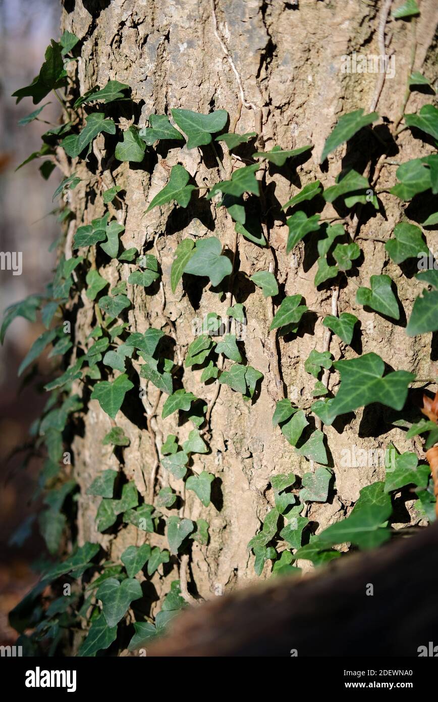 A vertical shot of small leaves grown on the trunk of a tree Stock ...