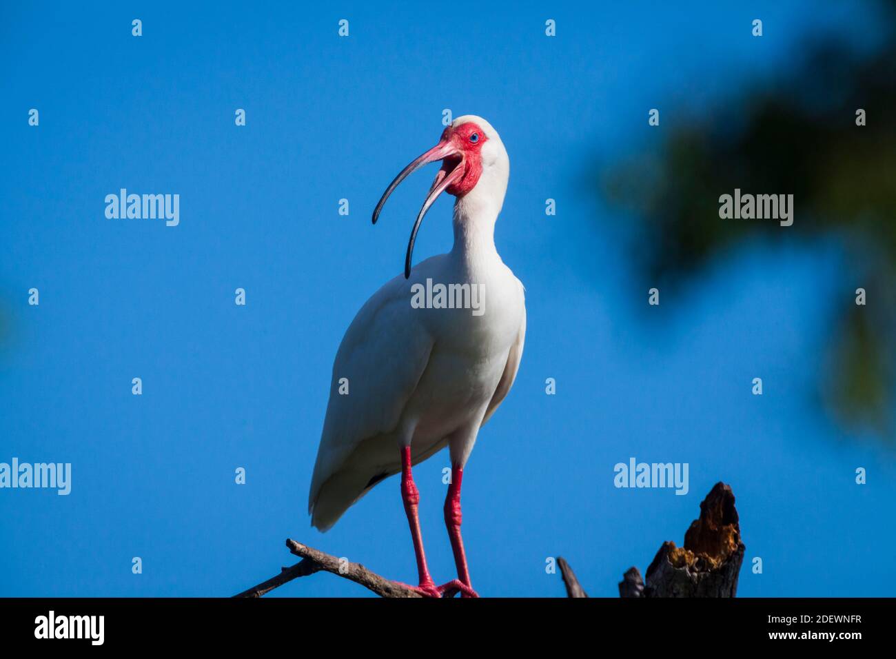 White Ibis, Eudocimus albus, at Quebro in the Veraguas province ...