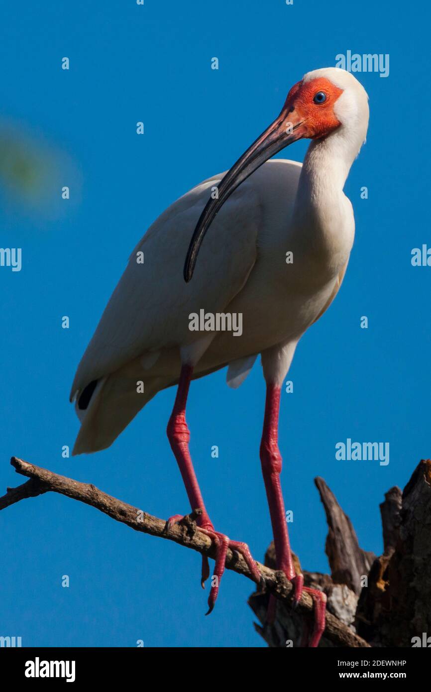 White Ibis, Eudocimus albus, at Quebro in the Veraguas province ...