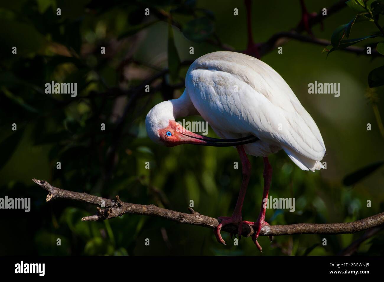 White Ibis, Eudocimus albus, at Quebro in the Veraguas province ...