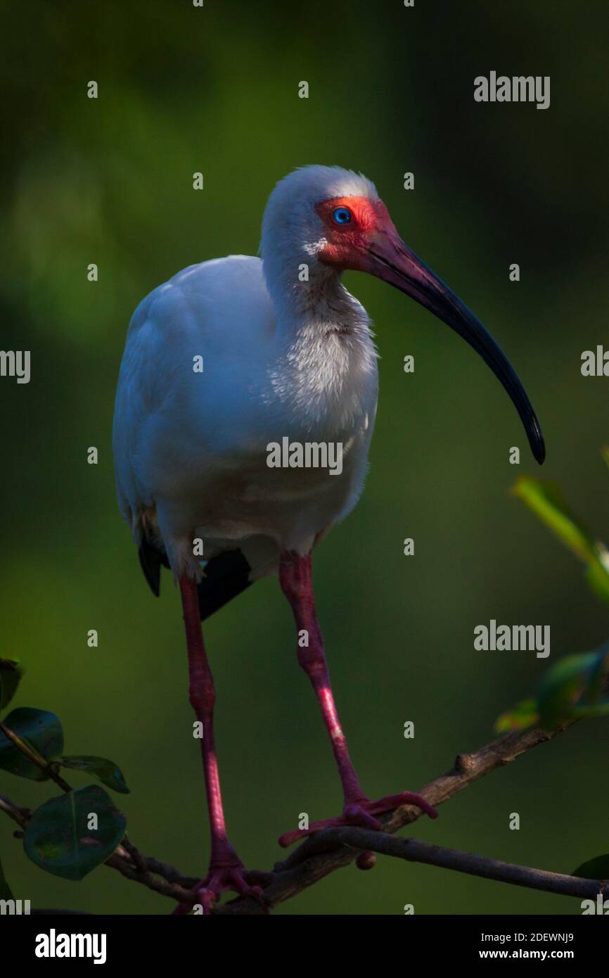 White Ibis, Eudocimus albus, at Quebro in the Veraguas province ...