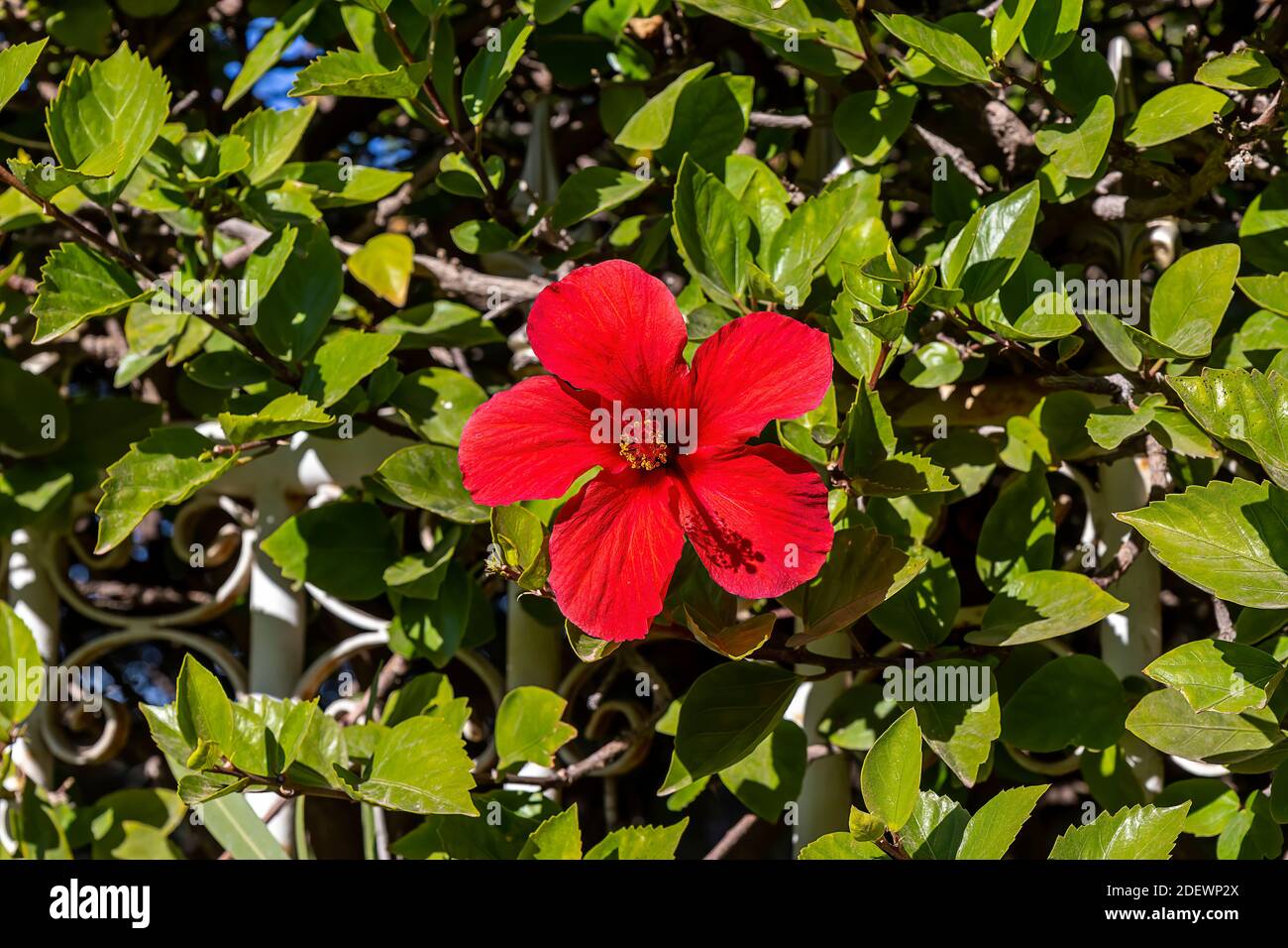 Flowering plant Hibiscus or China rose, the national flower of Malaysia ...