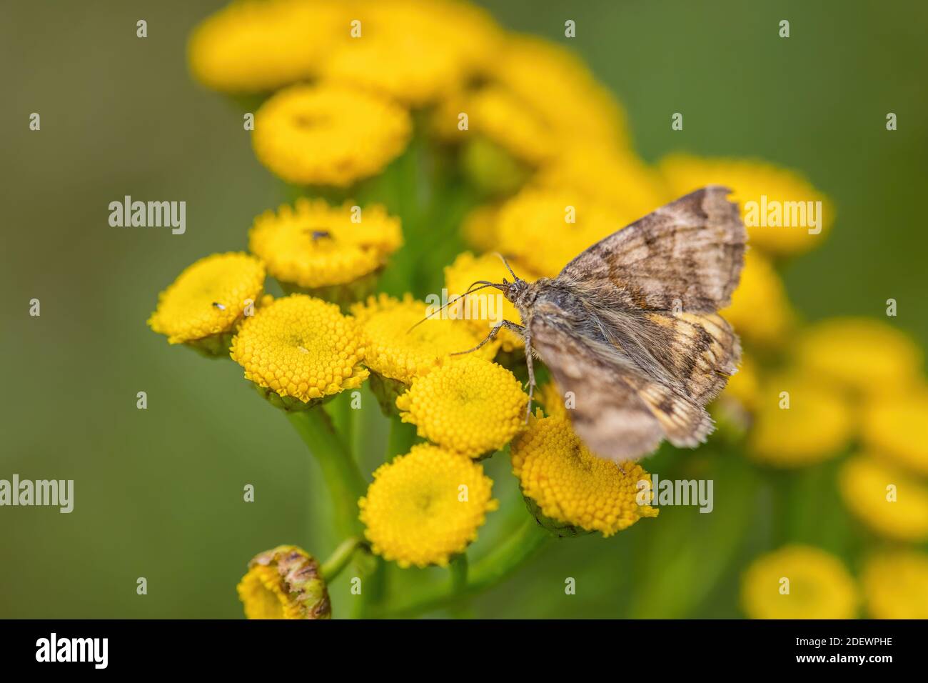 Burnet Companion moth - Euclidia glyphica, beautiful brown moth from ...