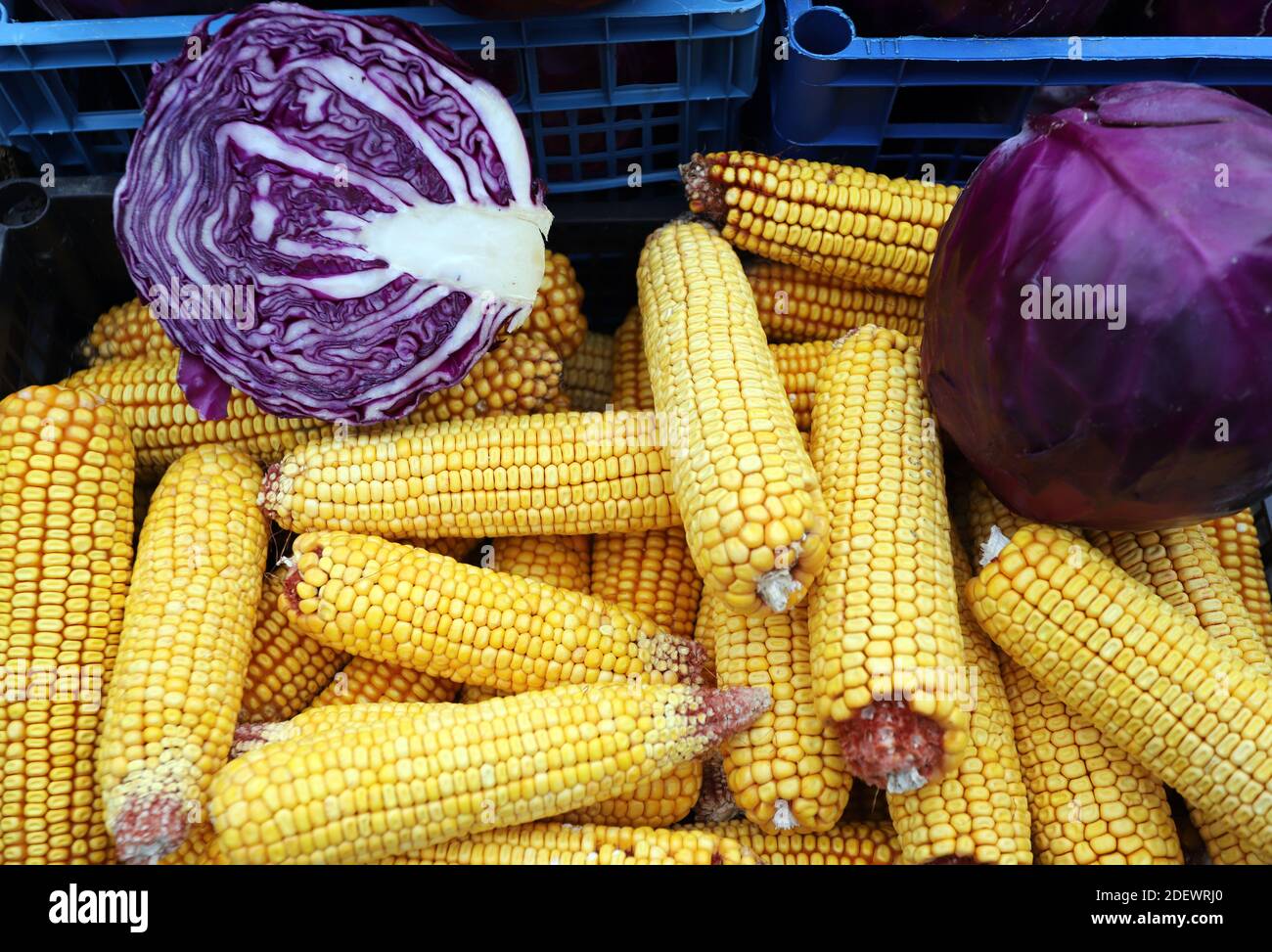 Purple cabbage with yellow corn cobs Stock Photo - Alamy