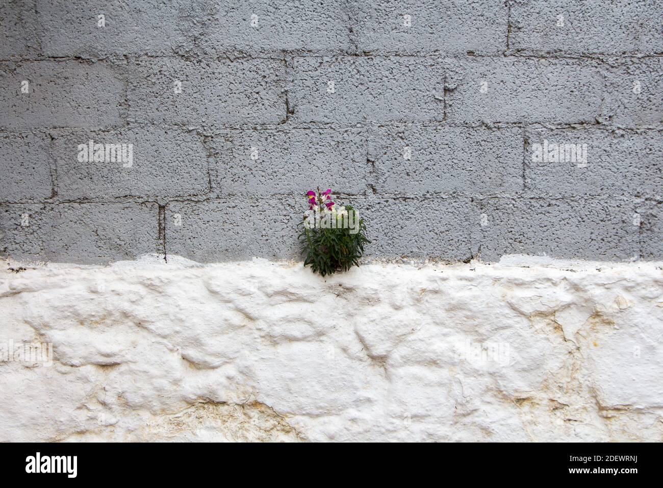Flower growing through wall made of grey stone bricks Stock Photo - Alamy