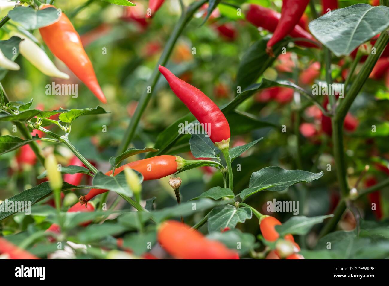 Capsicum baccatum aji omnicolor chillie pepper Stock Photo - Alamy
