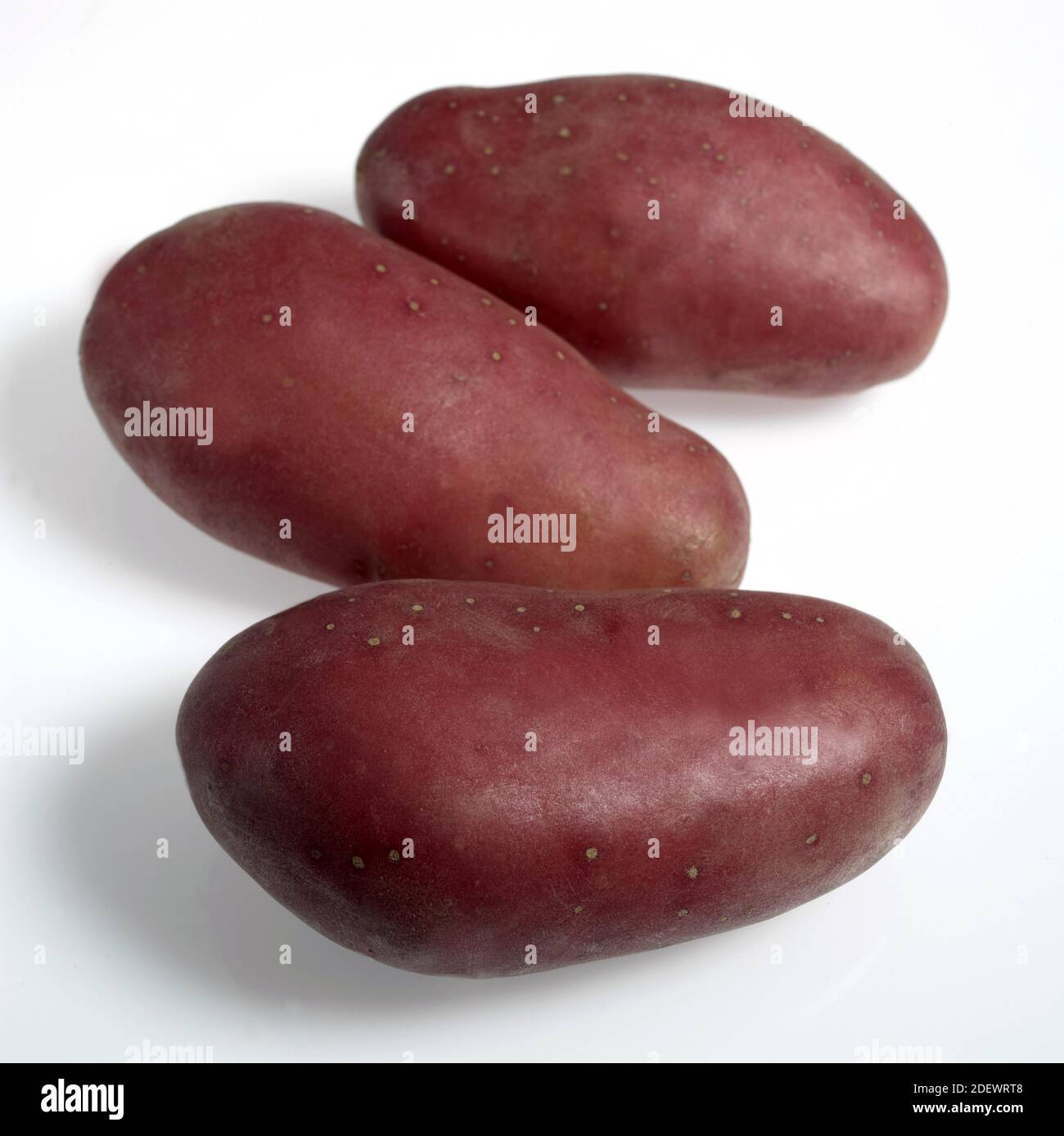 Roseval Potato, Solanum tuberosum, Vegetables against White Background ...