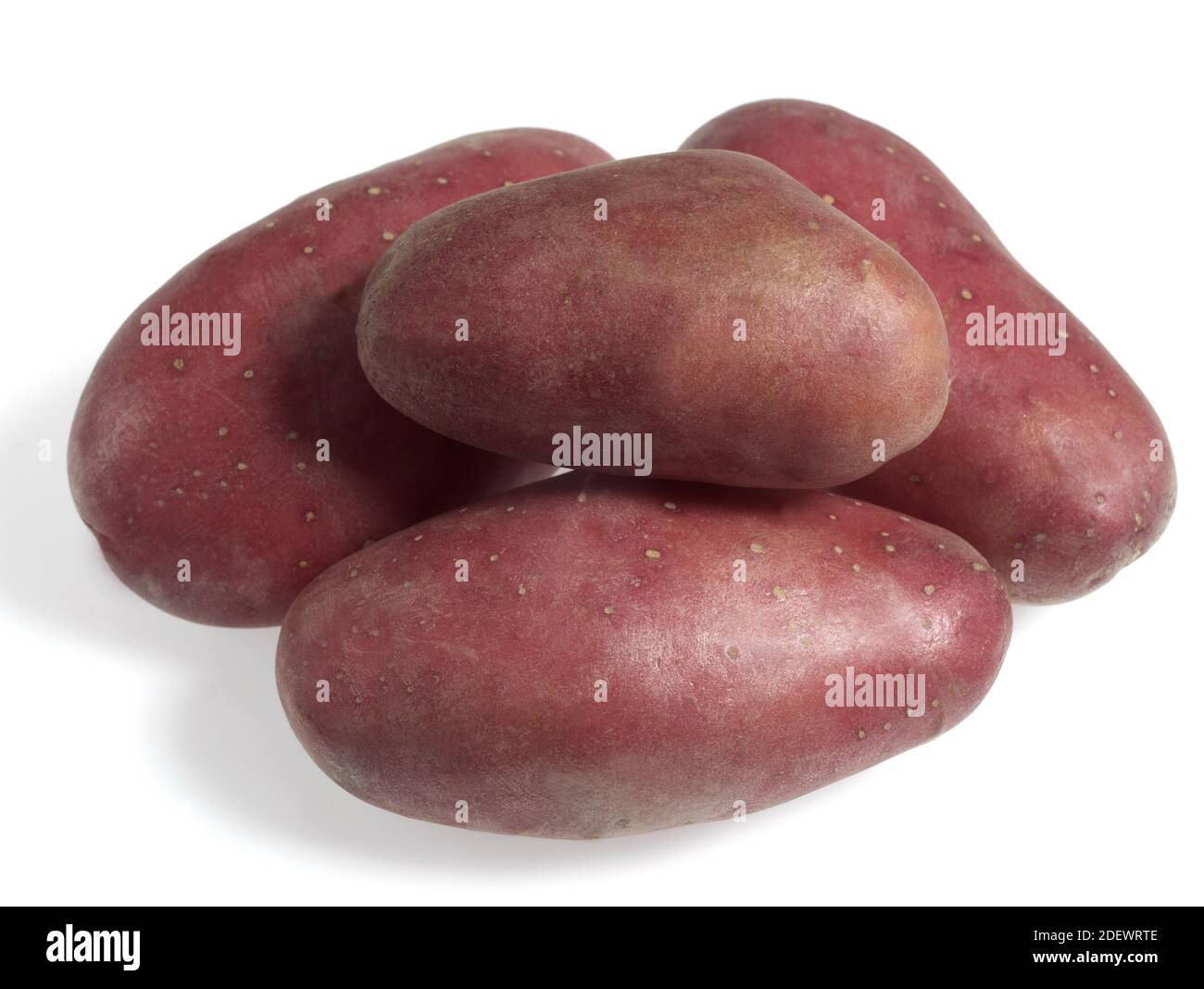 Roseval Potato, Solanum tuberosum, Vegetables against White Background ...