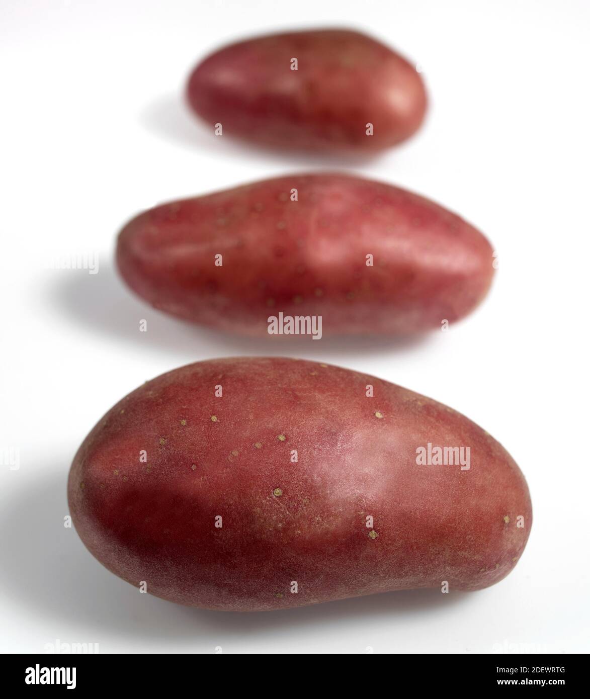 Roseval Potato, Solanum tuberosum, Vegetables against White Background ...