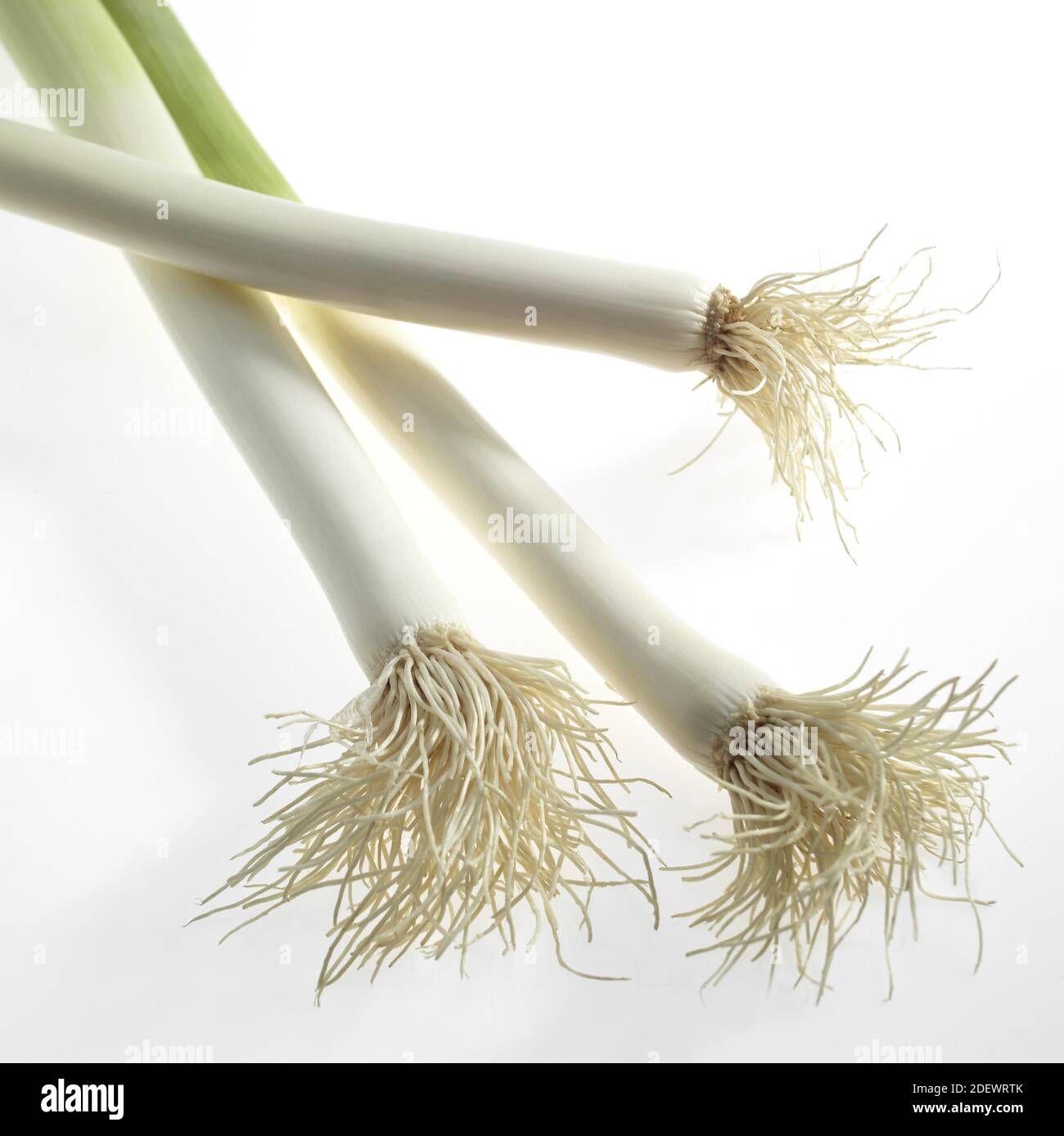 Leek, allium porrum, Vegetables against White Background Stock Photo ...