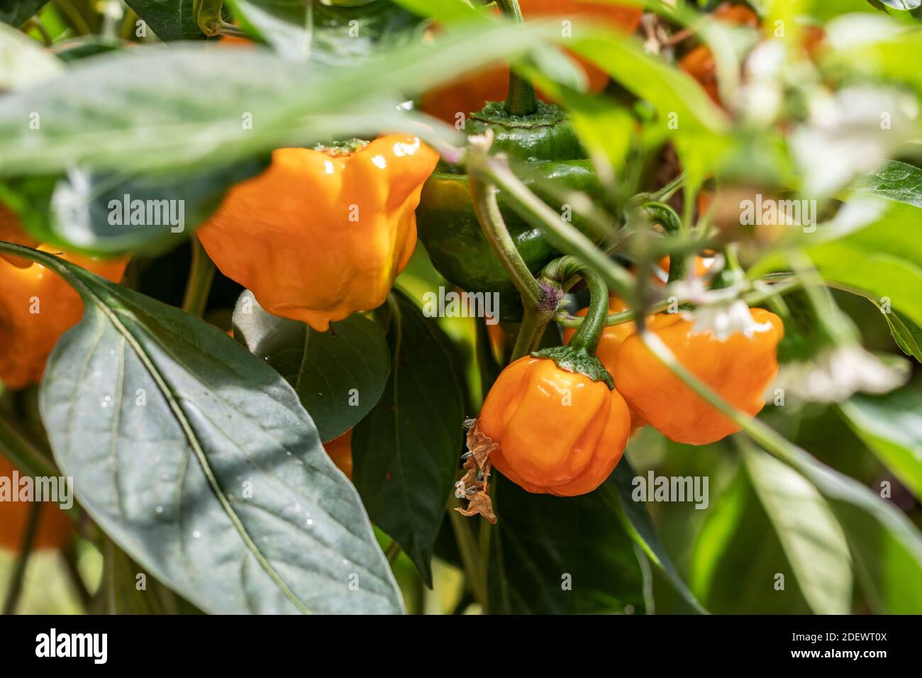 Capsicum chinense jamaican hi-res stock photography and images - Alamy