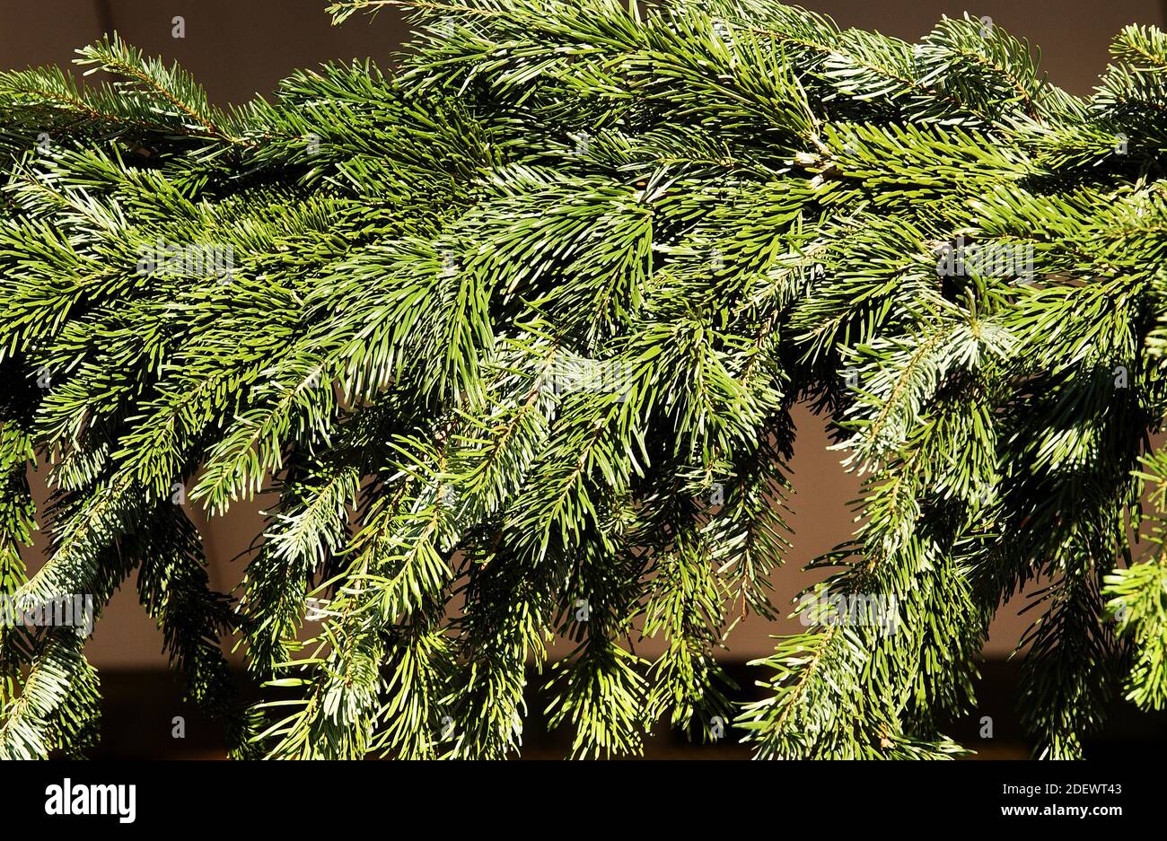 Christmas tree branch on forest hi-res stock photography and images - Alamy