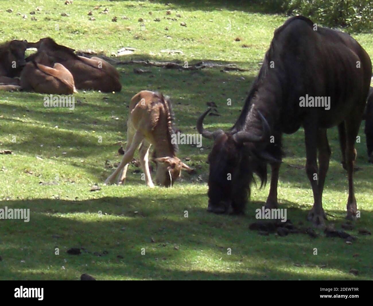 Thoiry zoo hi-res stock photography and images - Alamy