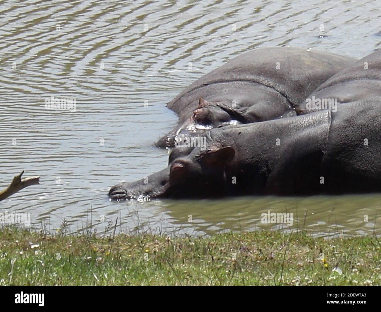 Thoiry zoo hi-res stock photography and images - Alamy