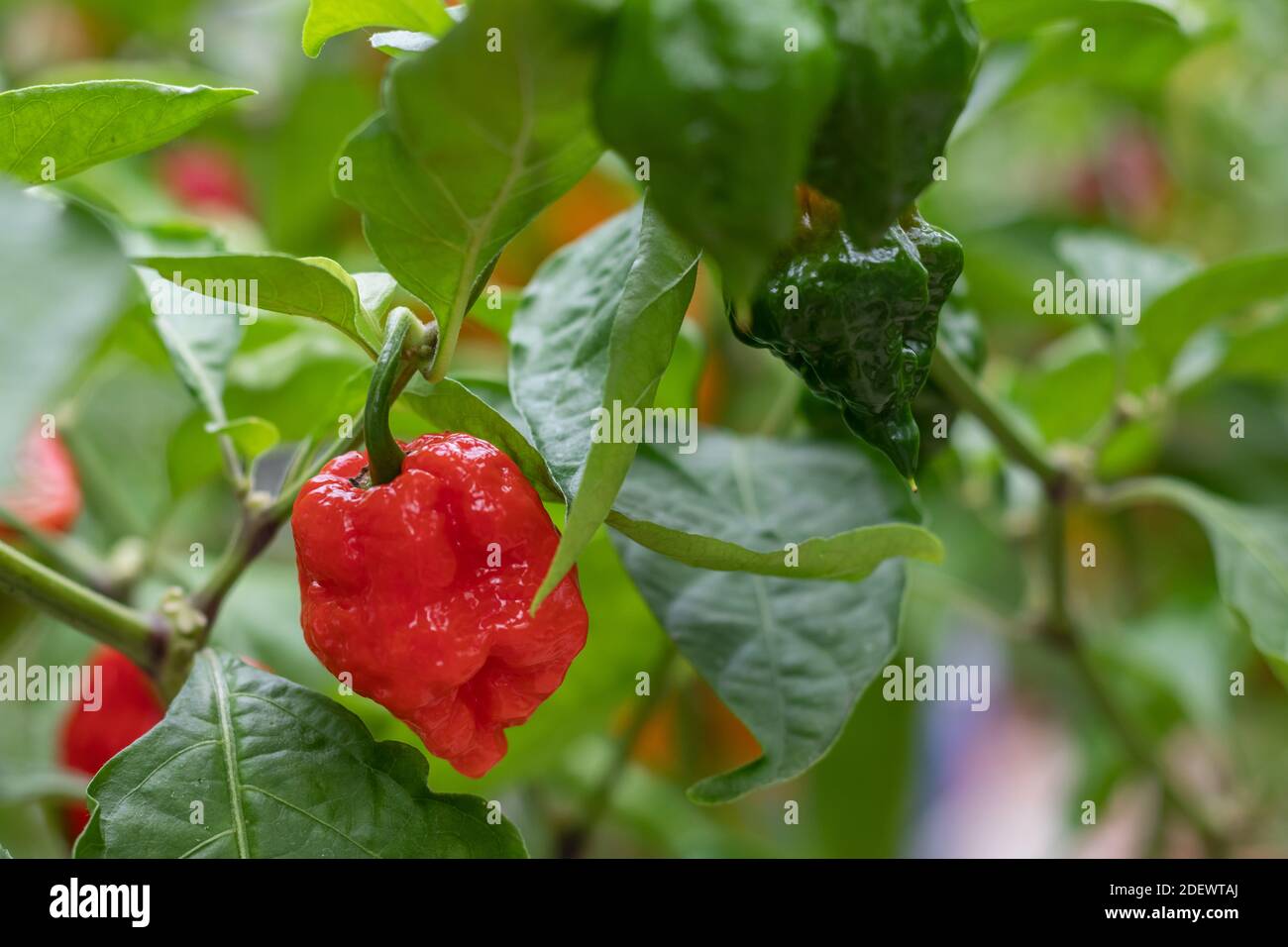 Capsicum chinense dorset naga chili peppers Stock Photo - Alamy