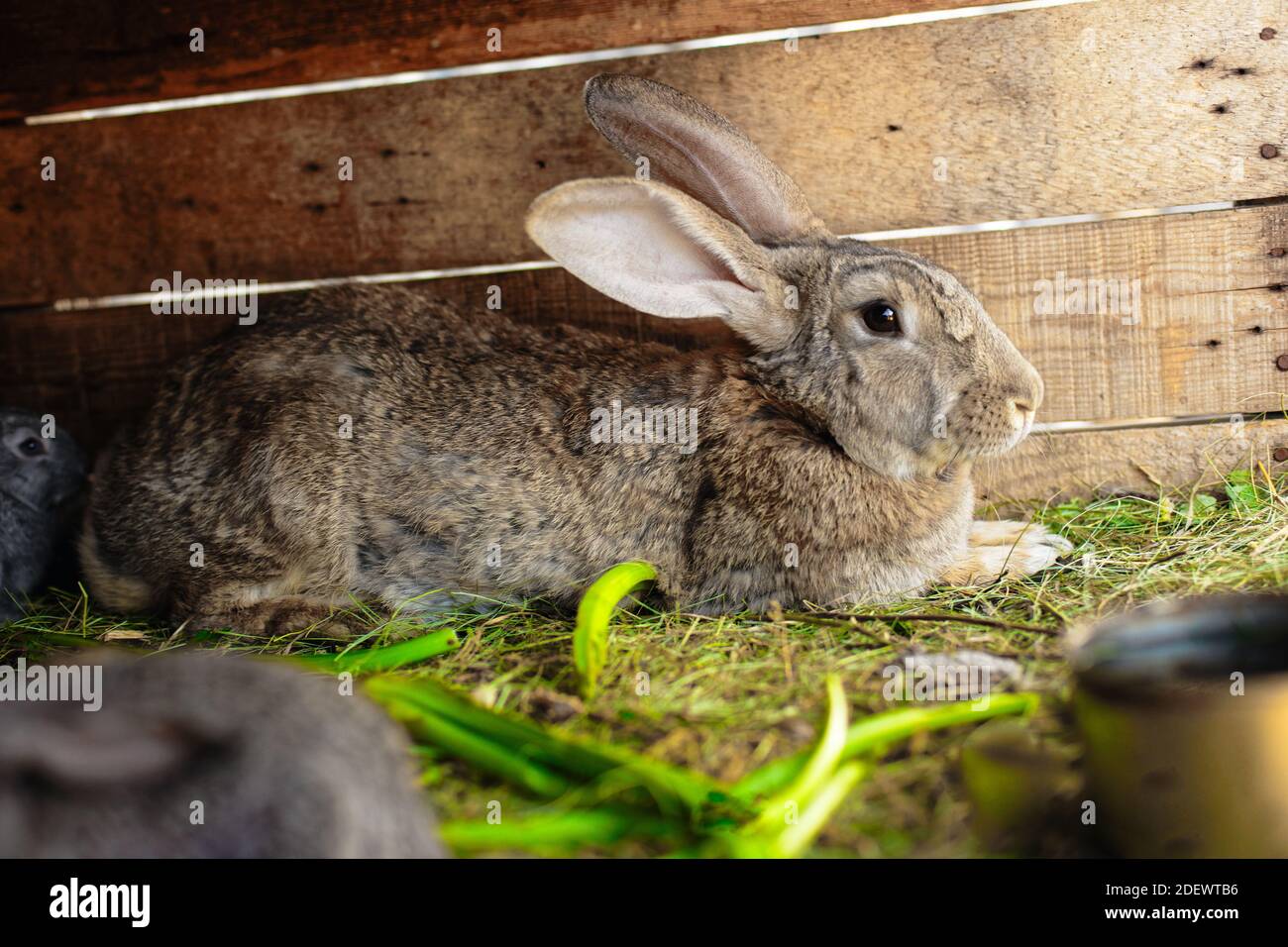 Small rabbits eat from the same feeder. Cute fluffy rabbits on the farm ...