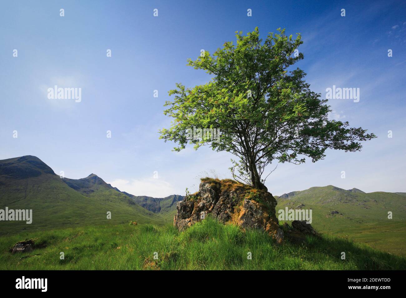 Scotland tree hi-res stock photography and images - Alamy