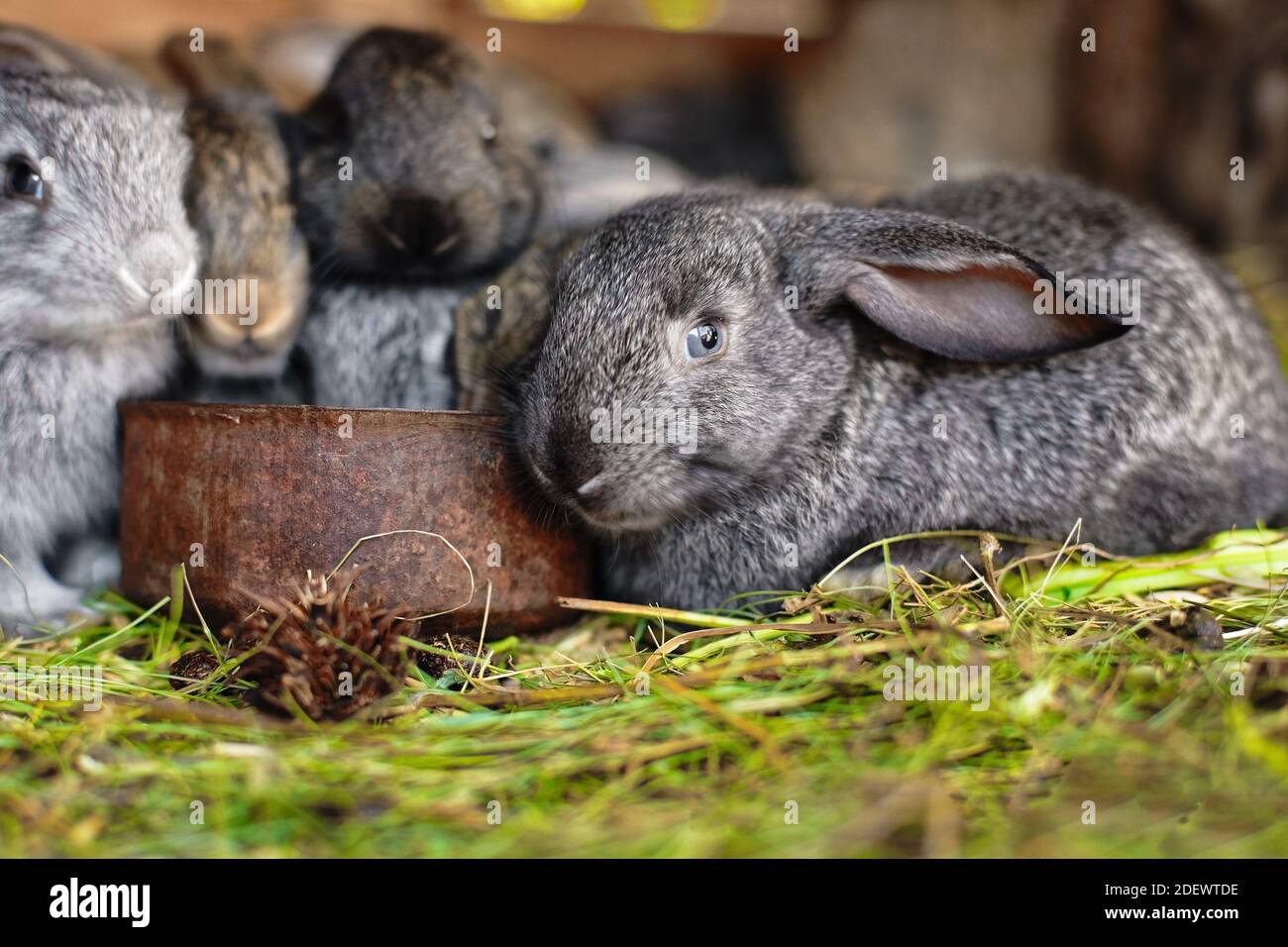 Small rabbits eat from the same feeder. Cute fluffy rabbits on the farm ...