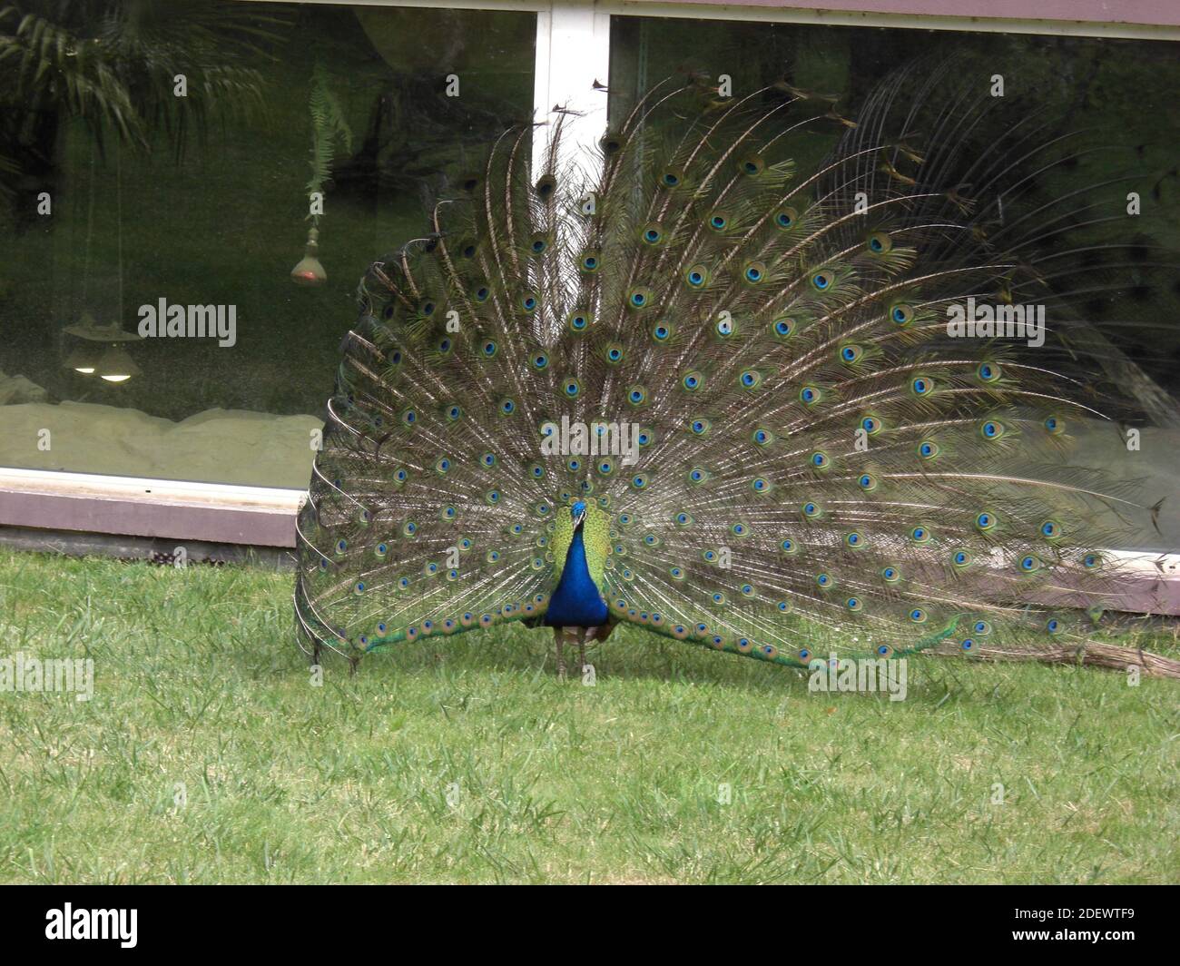 Thoiry zoo hi-res stock photography and images - Alamy