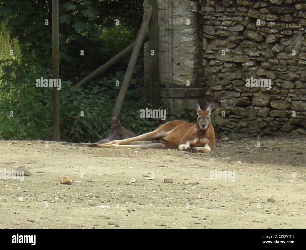 Parc animalier de Thoiry Stock Photo - Alamy