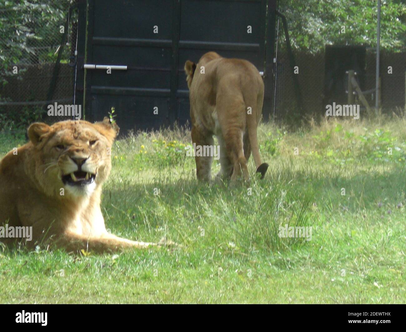Thoiry zoo hi-res stock photography and images - Alamy