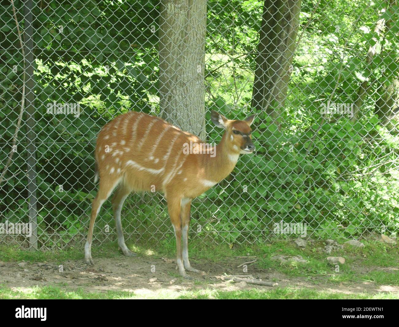 Parc animalier de Thoiry Stock Photo - Alamy
