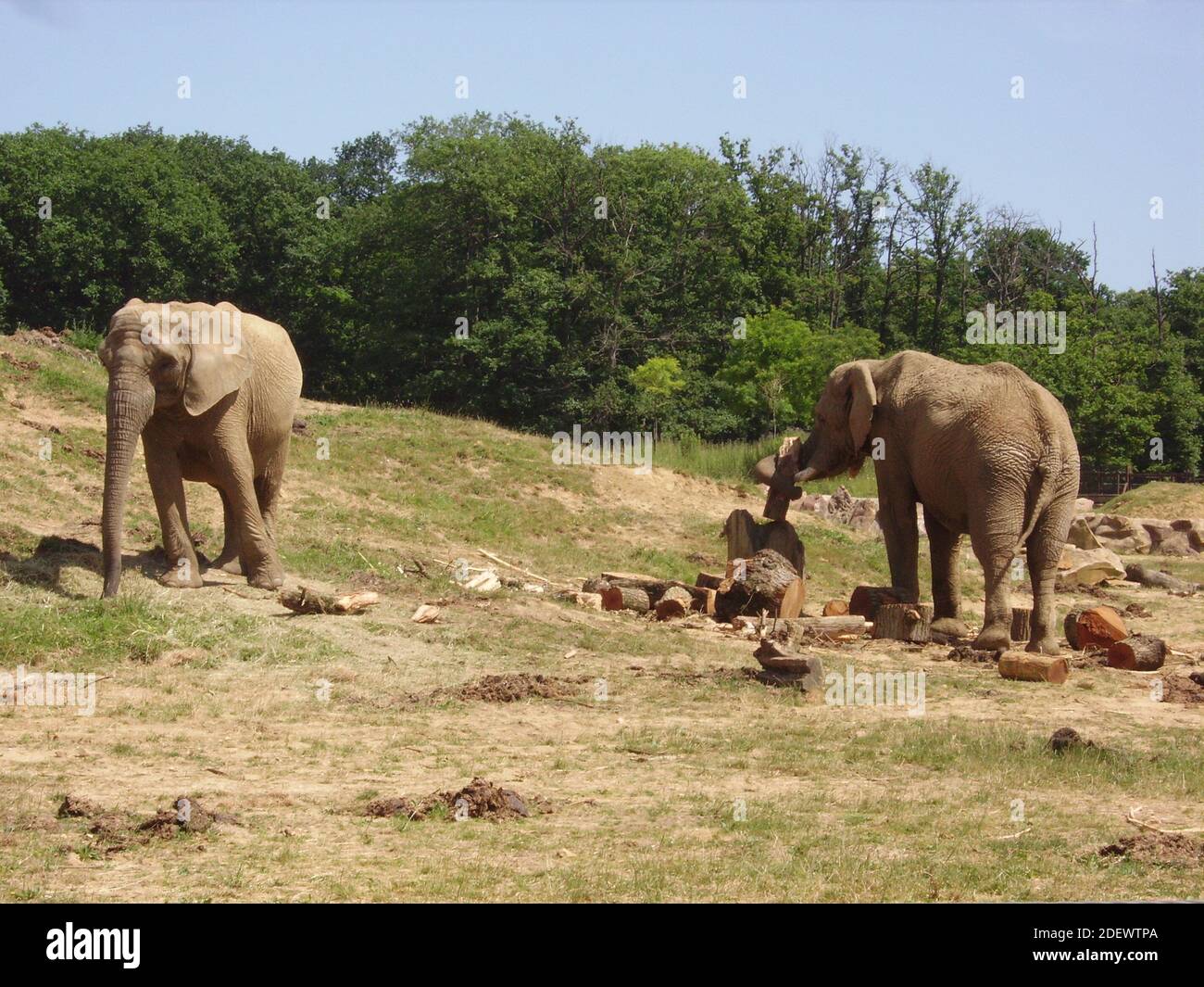 Parc animalier de Thoiry Stock Photo - Alamy