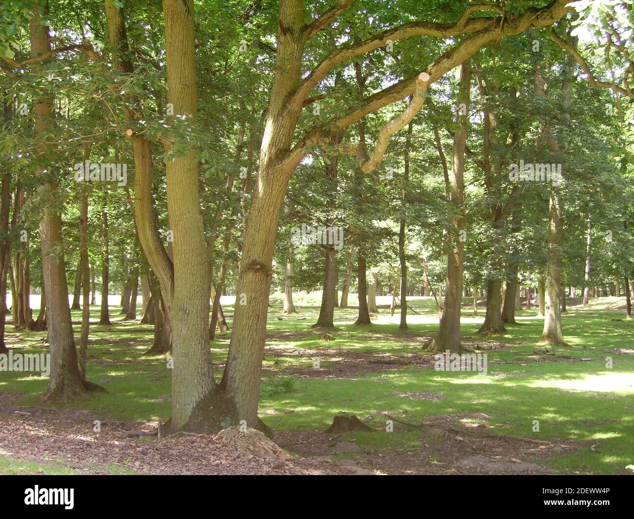Parc animalier de Thoiry Stock Photo - Alamy