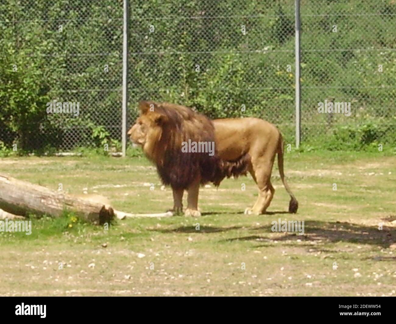 Parc animalier de Thoiry Stock Photo - Alamy