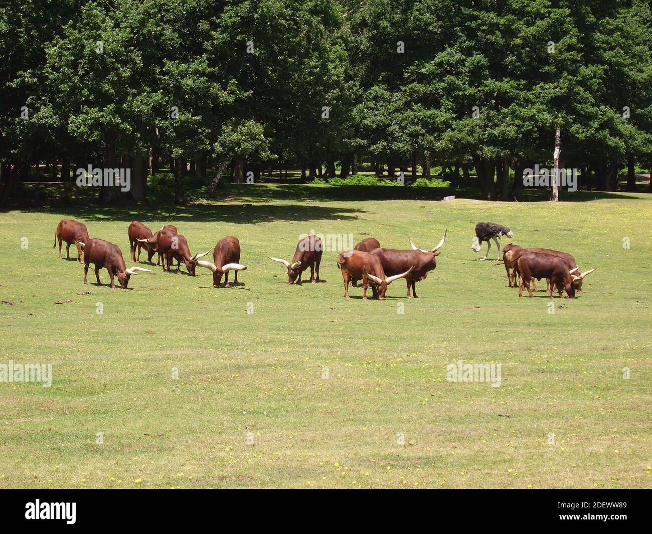 Parc animalier de Thoiry Stock Photo - Alamy