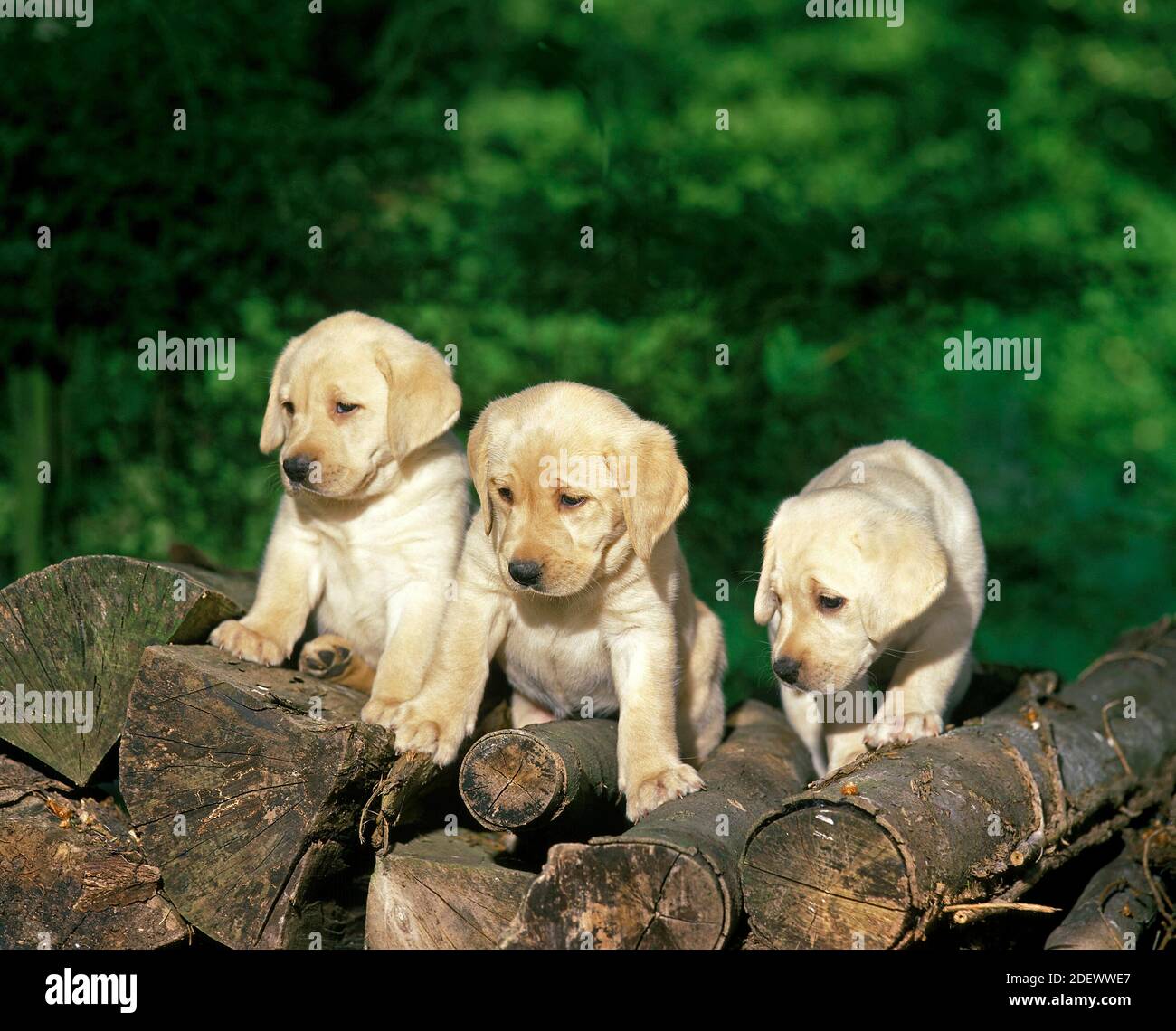 Yellow Labrador Retriever, Pups standing on Stack of Wood Stock Photo ...
