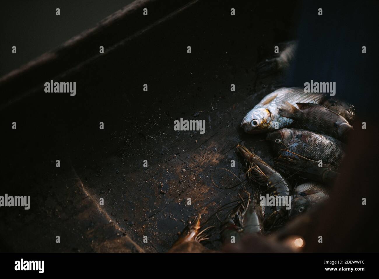 Incredible fish hi-res stock photography and images - Alamy