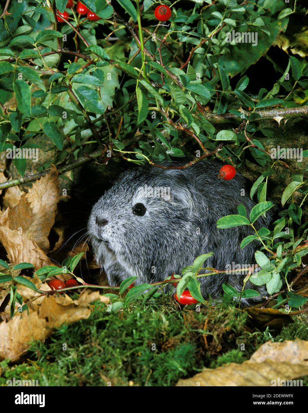 Guinea Pig, cavia porcellus, Adult Stock Photo - Alamy