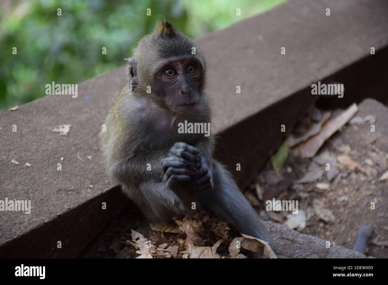 Baby monkey begging Stock Photo - Alamy