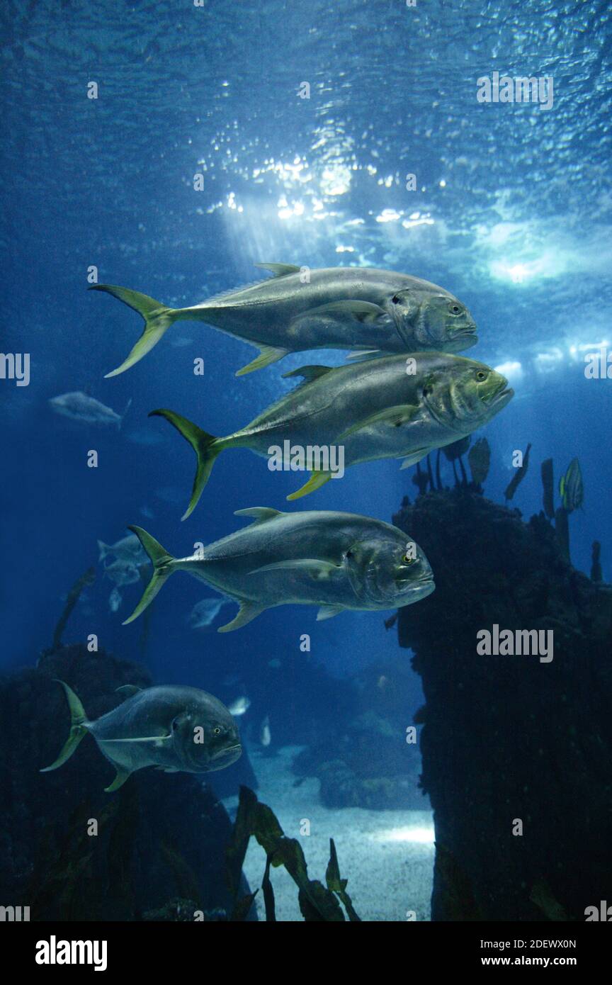 Little Tunnies in Salt Water Aquarium, Lisboa in Portugal Stock Photo ...