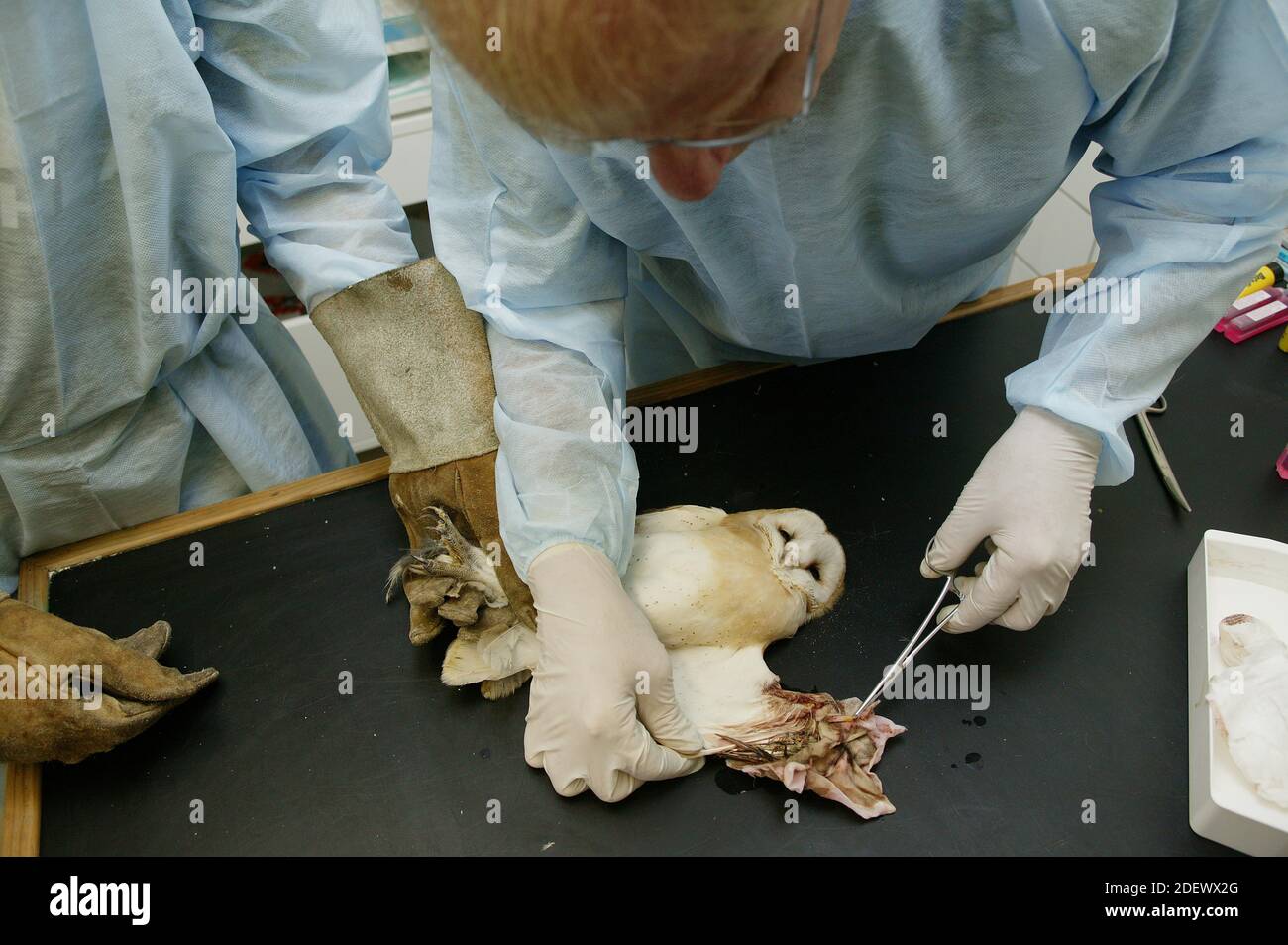 Barn Owl Rescued at La Dame Blanche, Animal Protection Center in ...