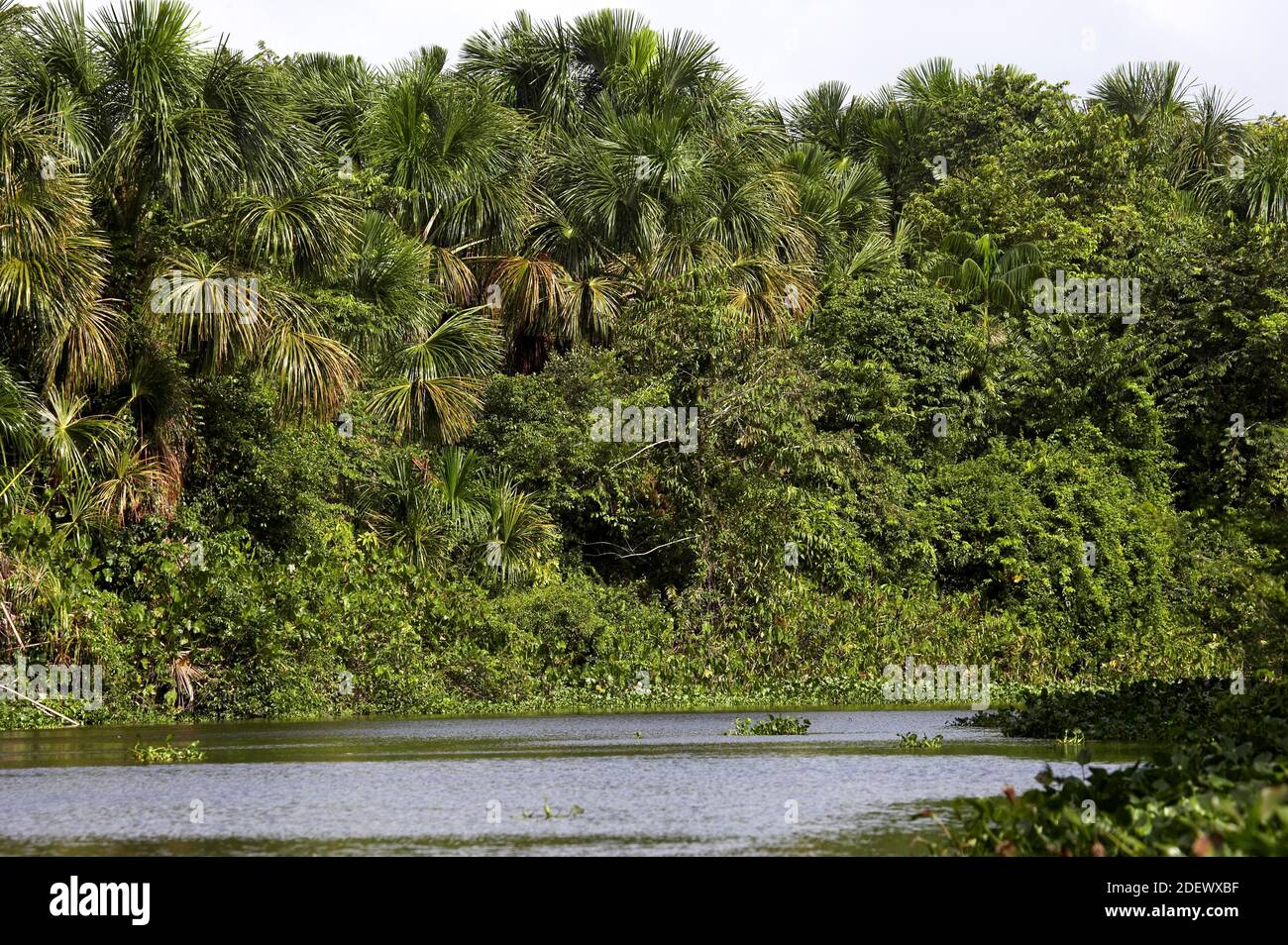 Forest and River at Orinoco Delta in Venezuela Stock Photo - Alamy