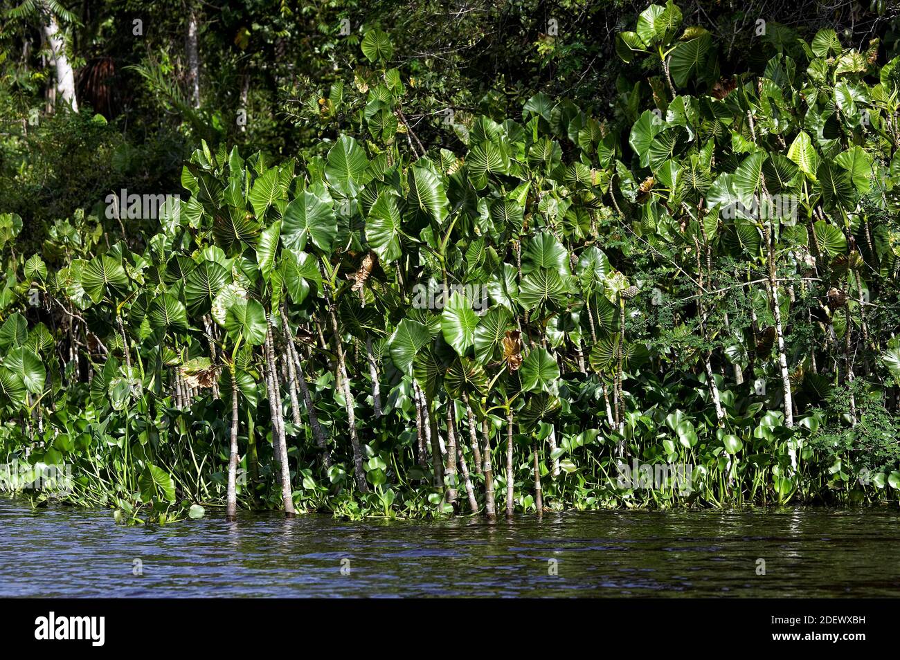 Forest river orinoco delta in hi-res stock photography and images - Alamy