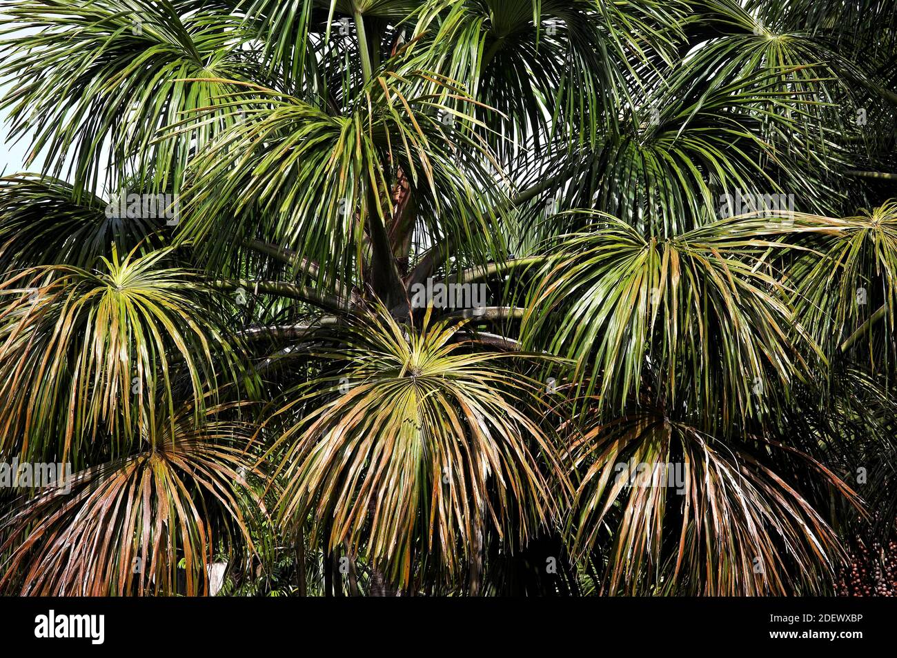 Palm Tree at Orinoco Delta in Venezuela Stock Photo - Alamy