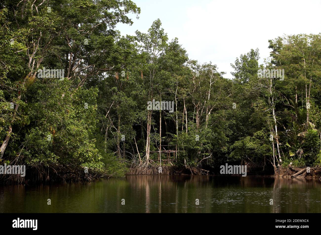 Forest and River at Orinoco Delta in Venezuela Stock Photo - Alamy